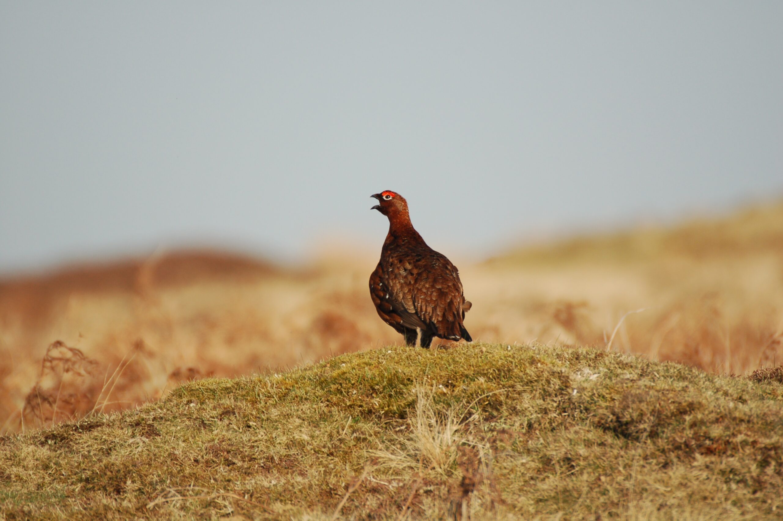 Red Grouse Brood Counts 2025 - GWCT Advisory Scotland